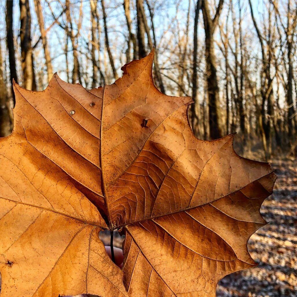 The Trail – Ozark Highlands Trail Association